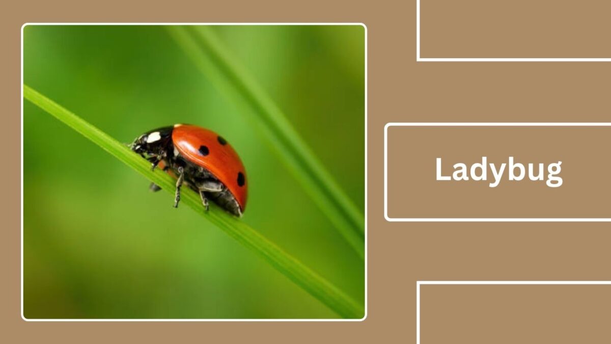 25 Red and Black Insects: Identification Guide With Pictures