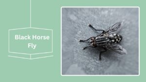 16 Black Flying Insects: Identification With Pictures