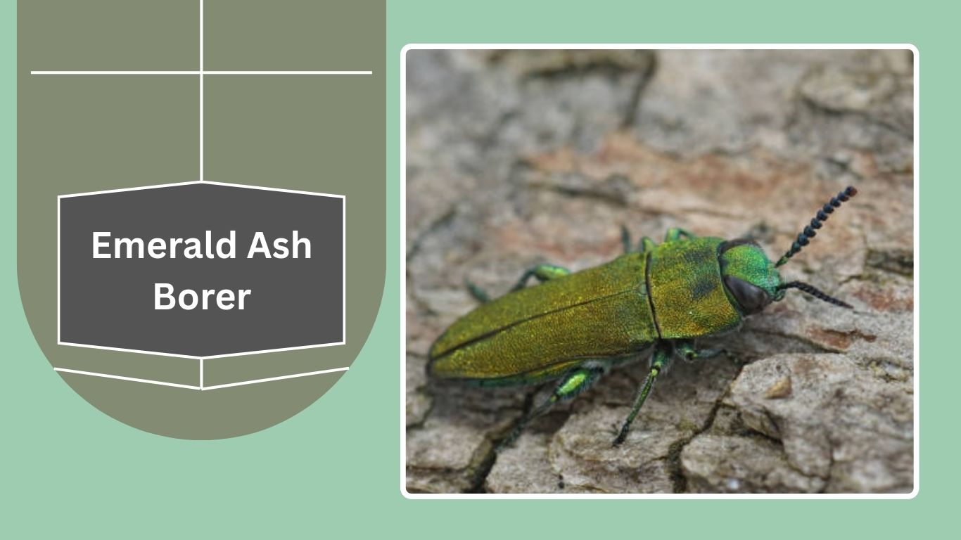 23 Types of Jewel Beetles: Species Identification with Pictures
