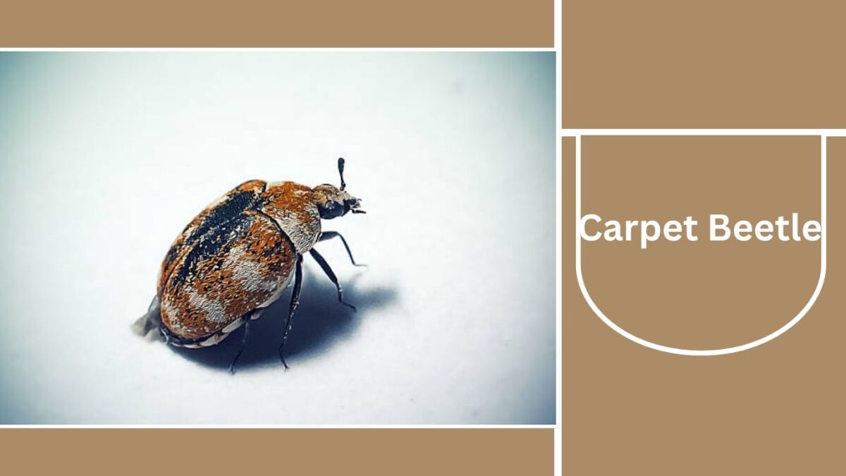 20 Black Insects Commonly Found in Houses: Identification & Control