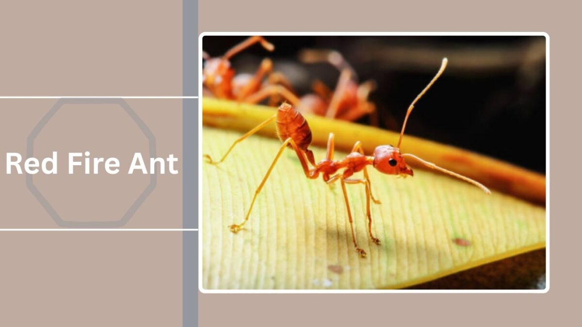 17 Types of Red Insects that Bite : Identification with Pictures
