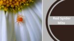15 Types of Small Red Insects: Identification with Pictures