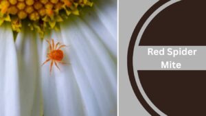 15 Types of Small Red Insects: Identification with Pictures