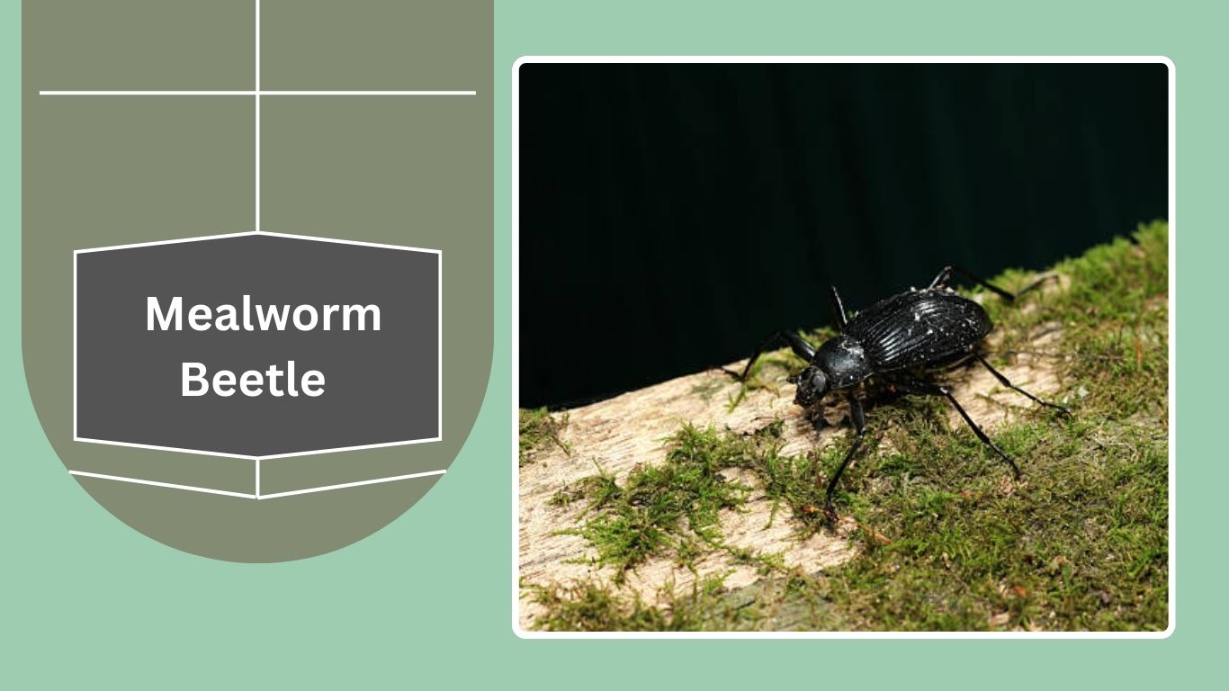 25 Types of Darkling Beetles: Identification with Pictures