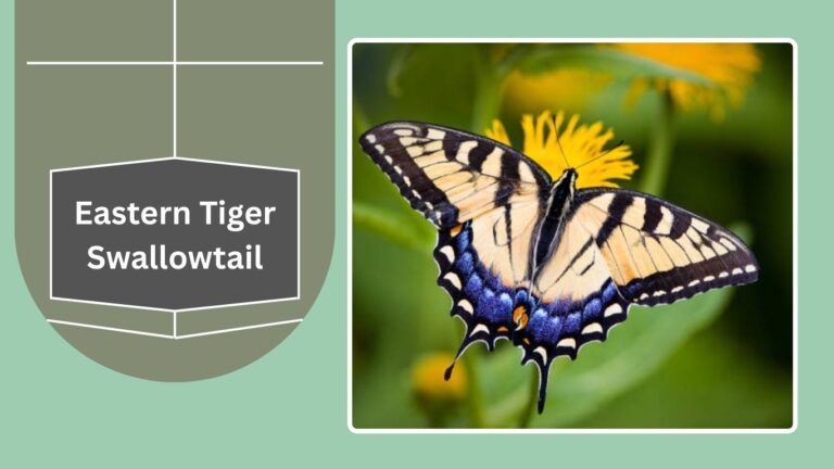 25 Types of Swallowtails: Identification with Pictures