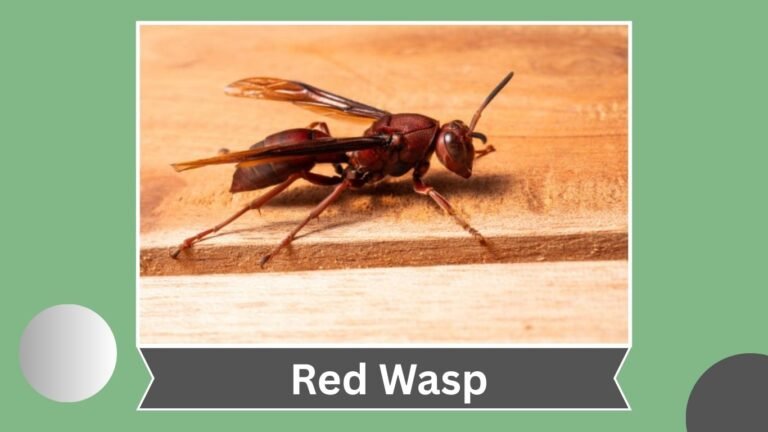 27 Common Types of Stinging Insects: Identification, Sting & Danger