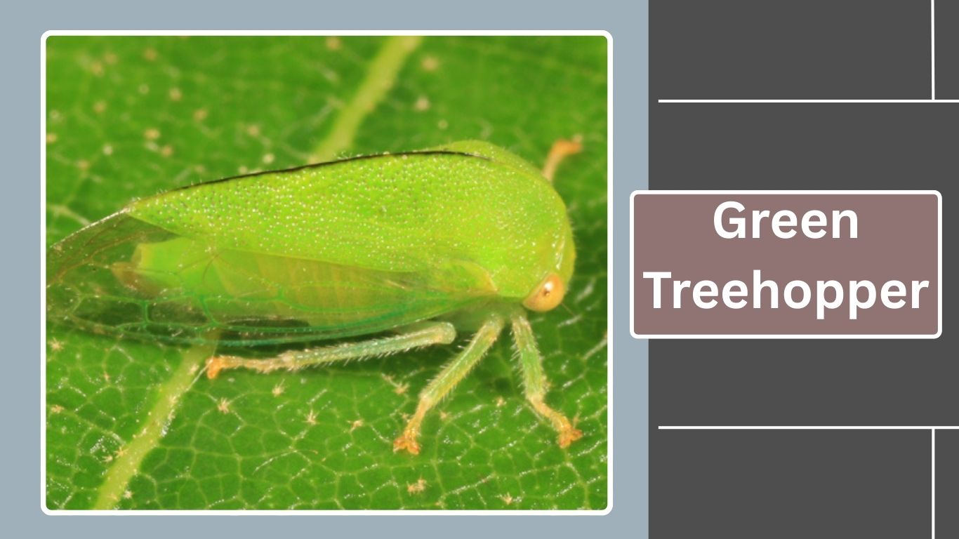 15 Types of Green Insects (With Identification & Pictures)