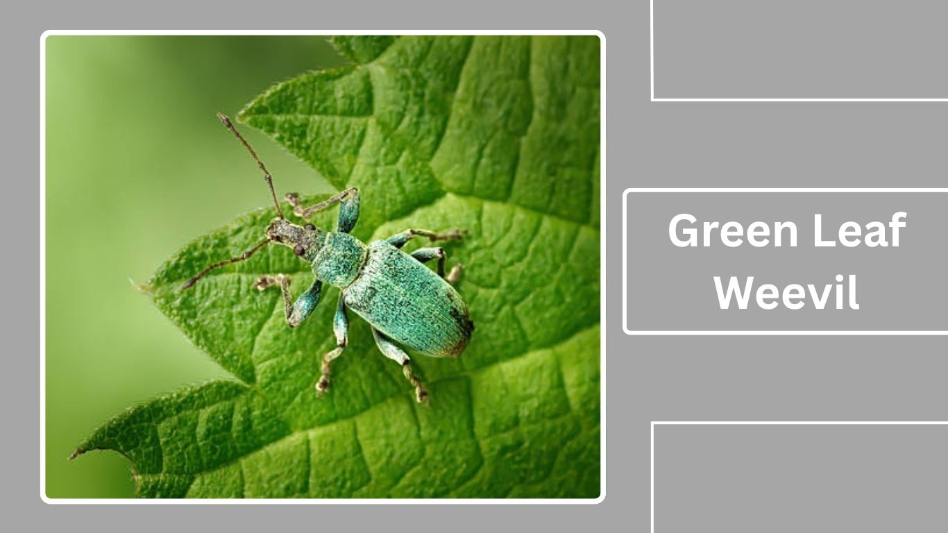 11 Types of Insects That Look Like a Leaf (ID & Pictures)