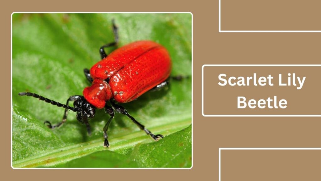 25 Red and Black Insects: Identification Guide With Pictures