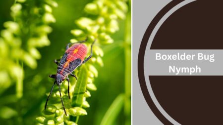 15 Types of Small Red Insects: Identification with Pictures