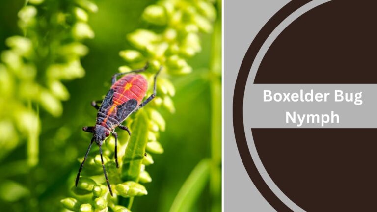 15 Types of Small Red Insects: Identification with Pictures