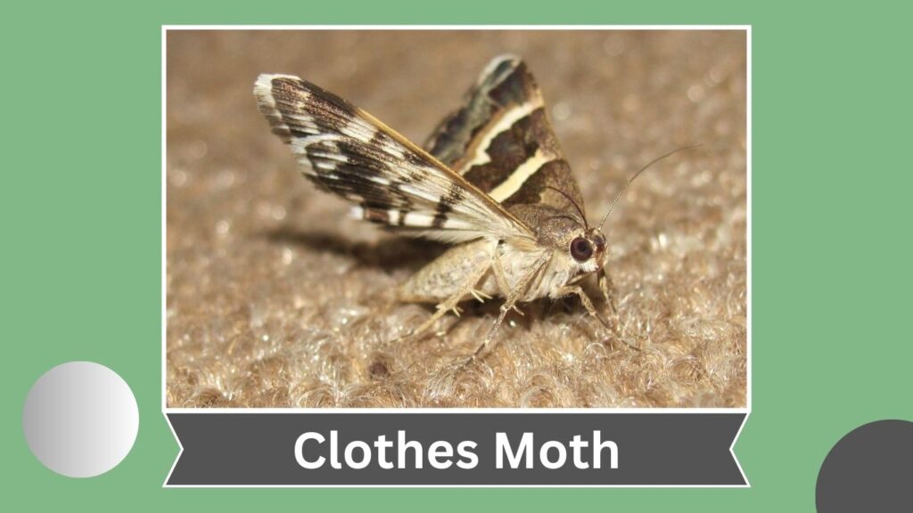 15 Small Flying Insects in House: Identification, Diet and Habitat