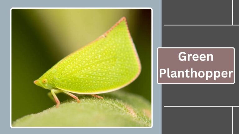 15 Types of Green Insects (With Identification & Pictures)