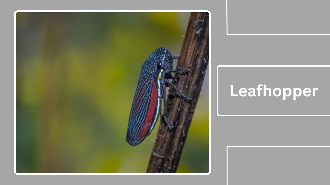 11 Types of Insects That Look Like a Leaf (ID & Pictures)