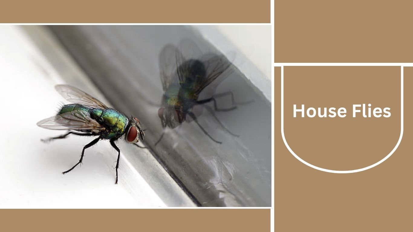 20 Black Insects Commonly Found in Houses: Identification & Control