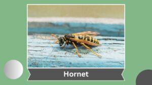 25 Types of Flying Insects: Identification, Habitat, Diet and More