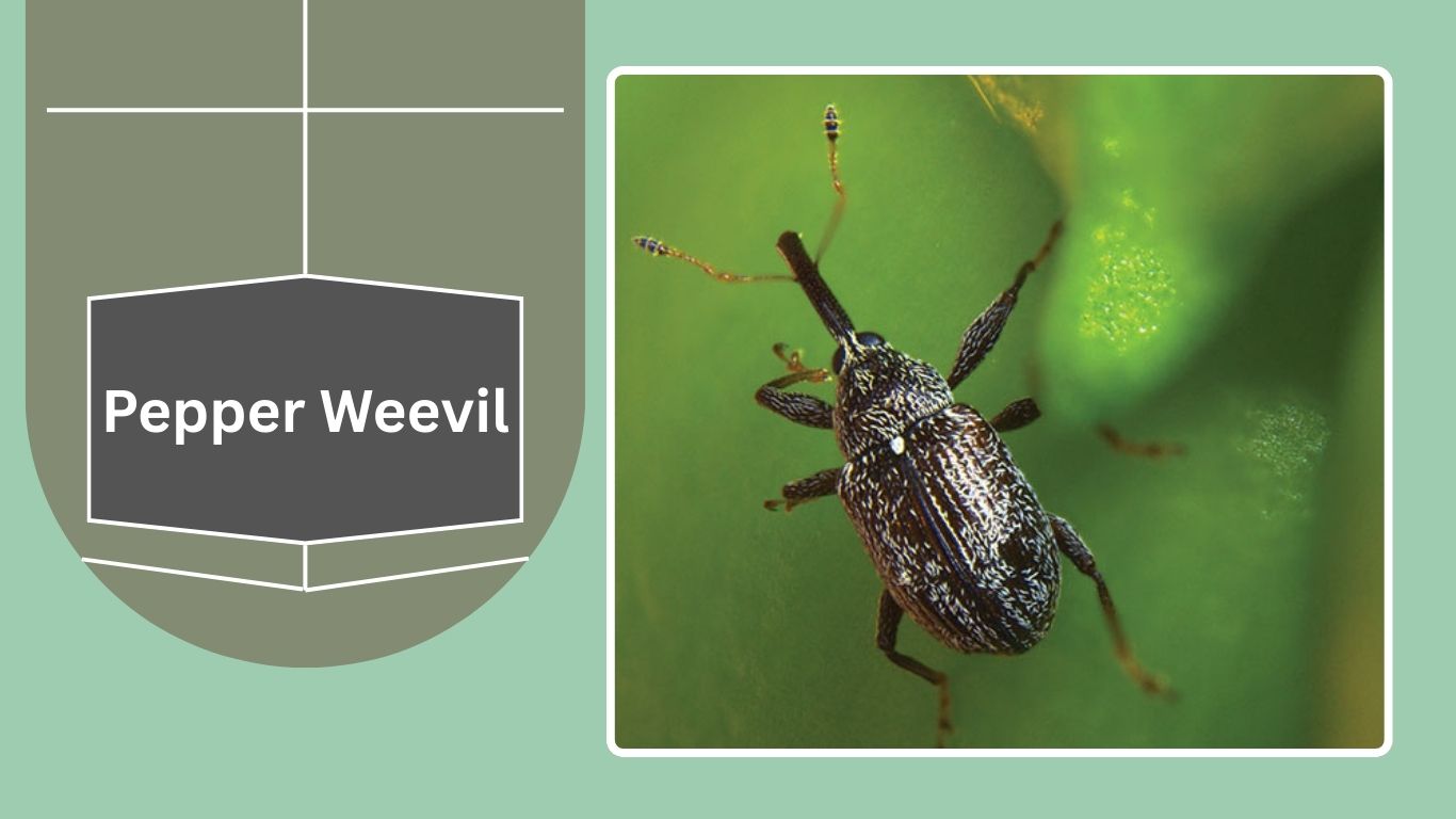 25 Types of Weevils: Different Species Identification