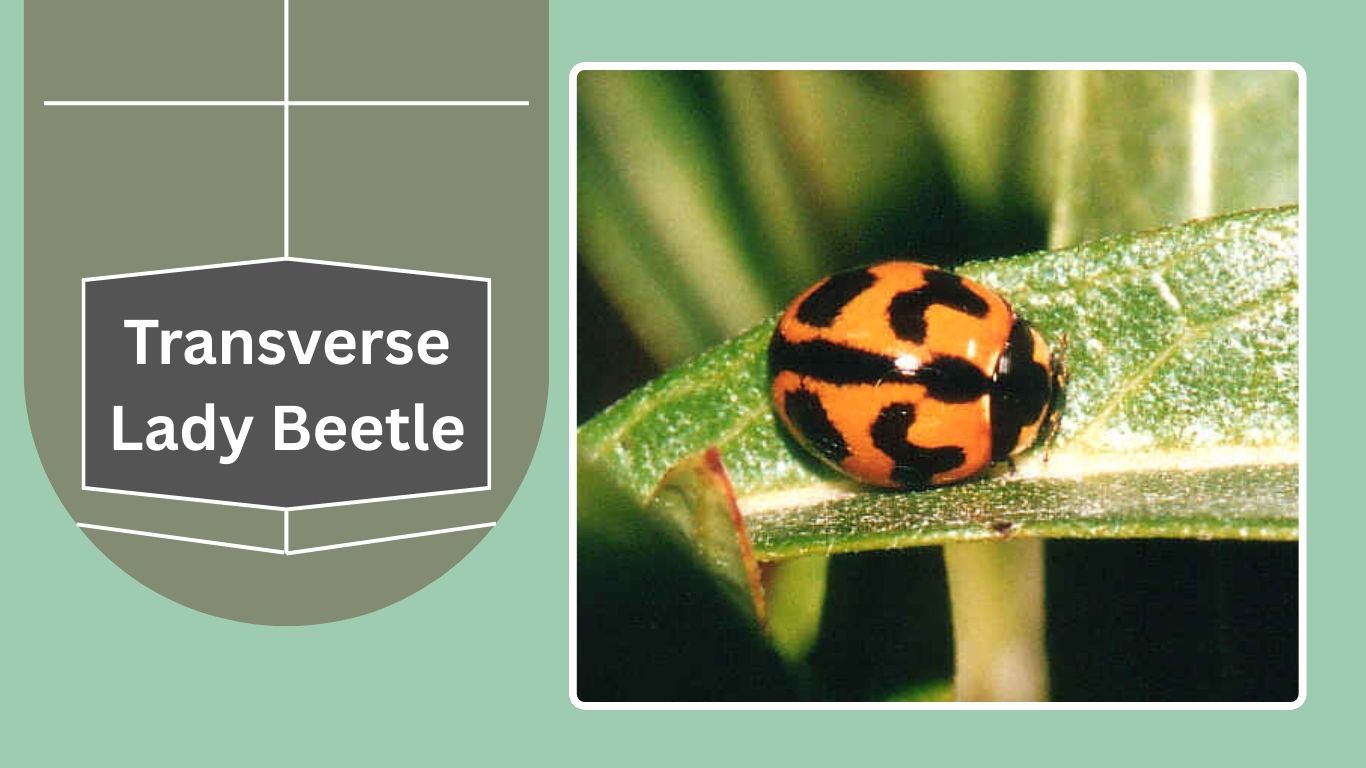 17 Common Types of Lady Beetles: Species Identification