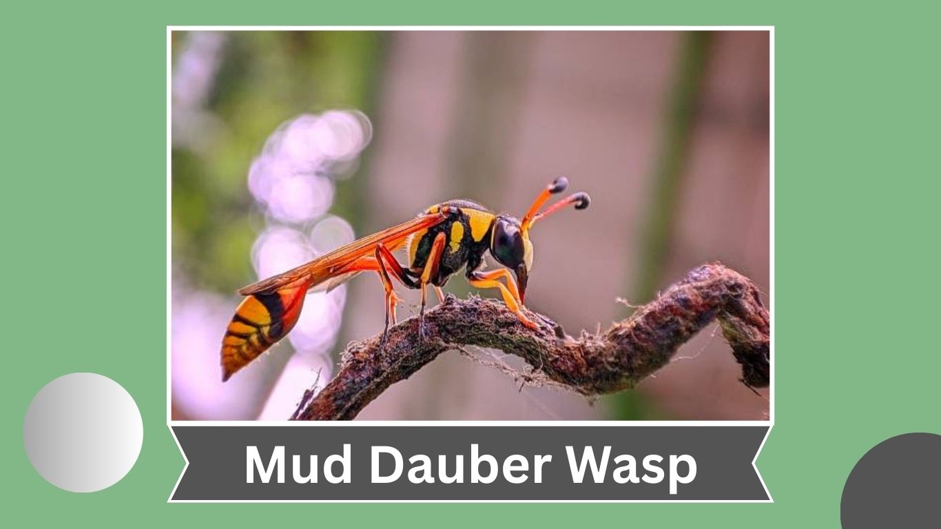 27 Common Types of Stinging Insects: Identification, Sting & Danger