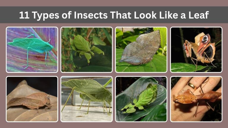 11 Types of Insects That Look Like a Leaf (ID & Pictures)