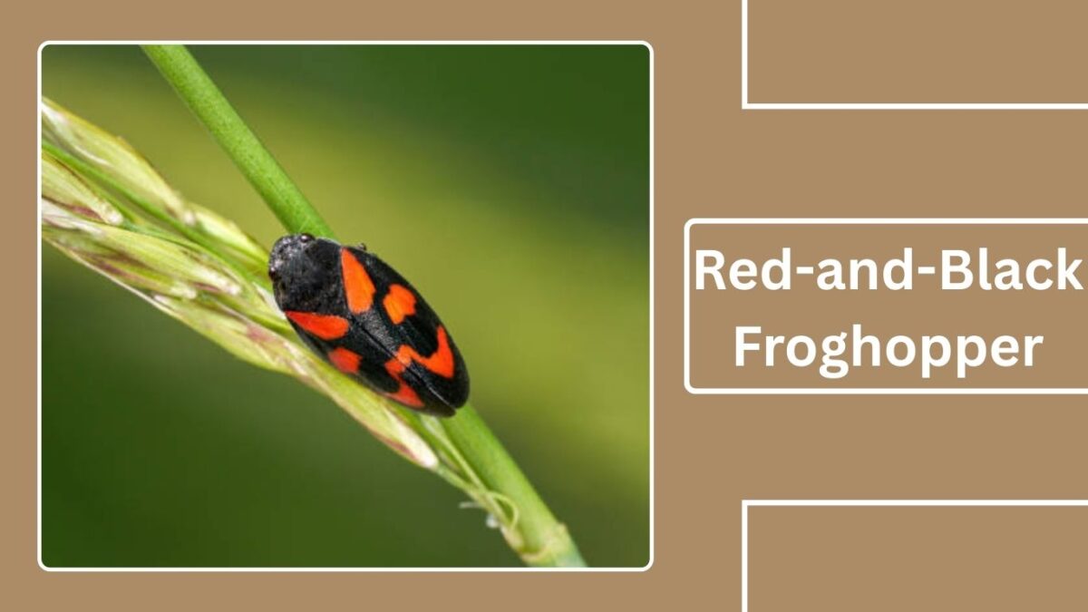 25 Red and Black Insects: Identification Guide With Pictures