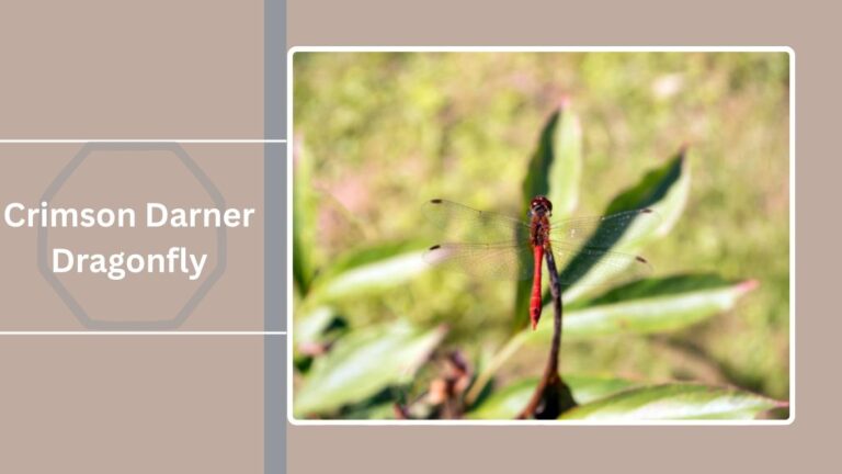 17 Types of Red Insects that Bite : Identification with Pictures