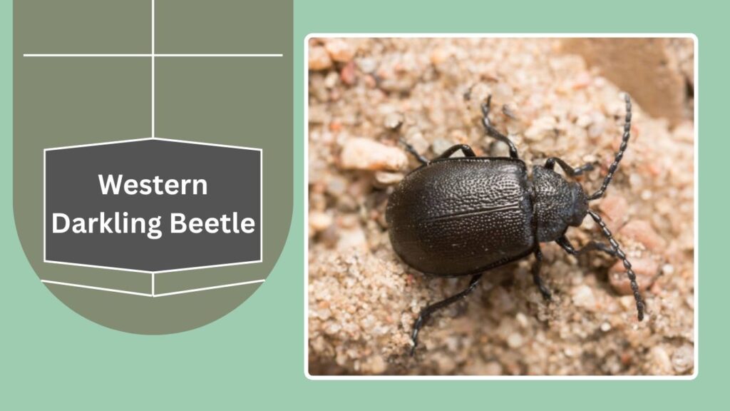 25 Types of Darkling Beetles: Identification with Pictures