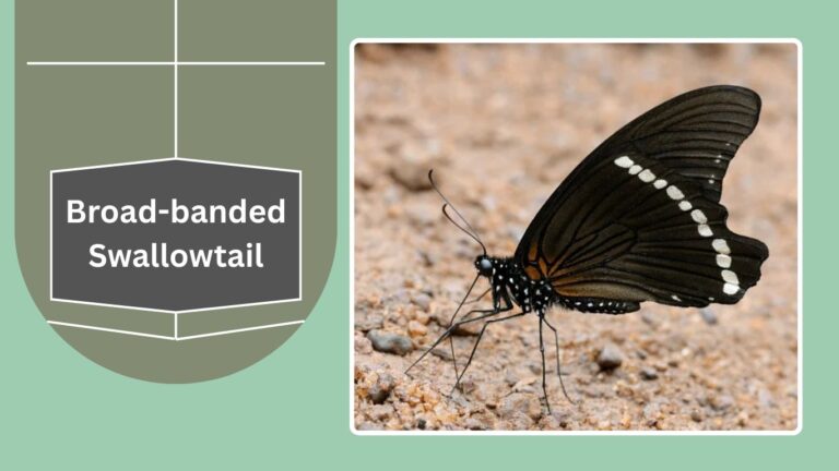 25 Types of Swallowtails: Identification with Pictures