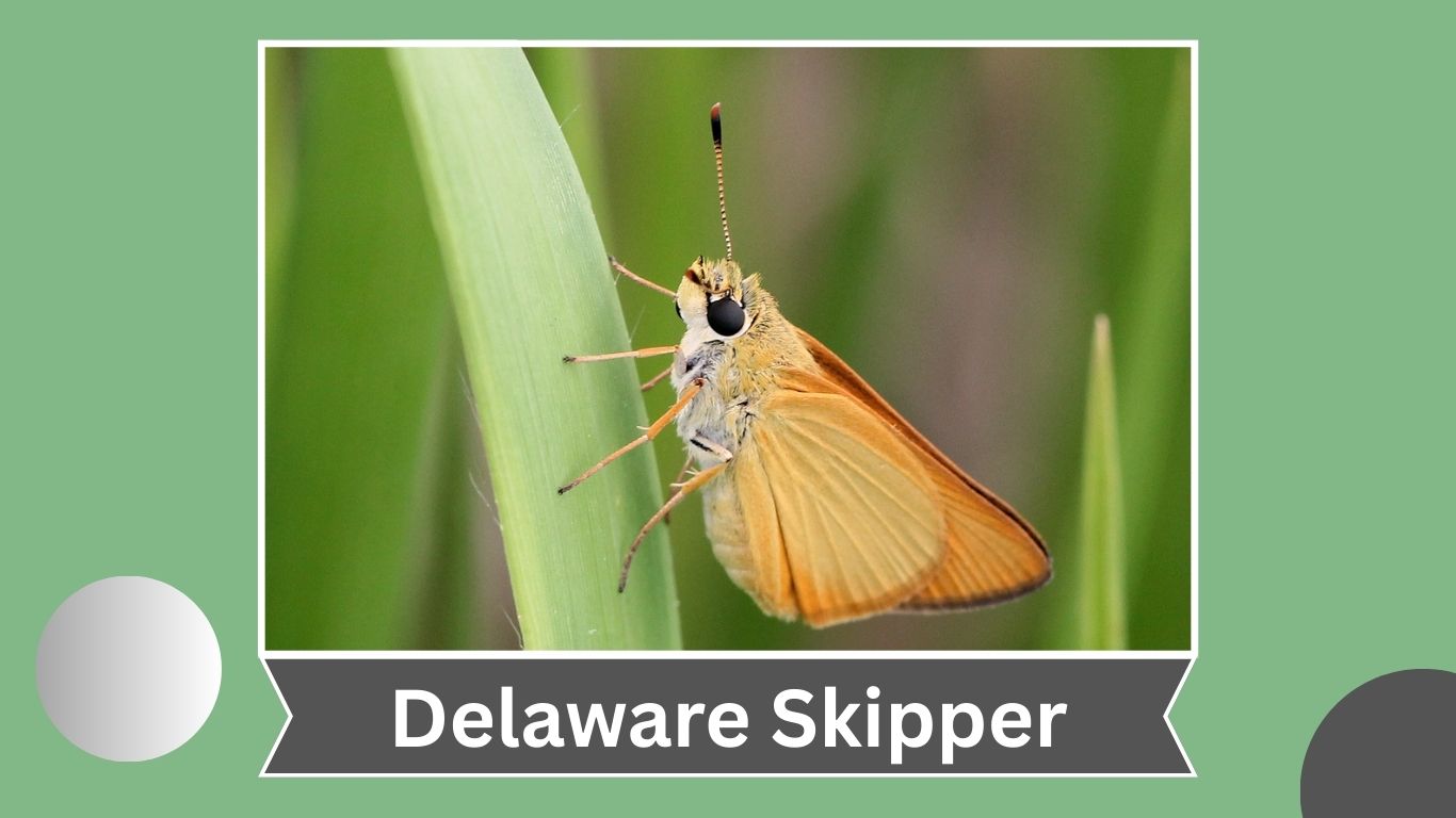 15 Types of Skippers: Different Species Identification
