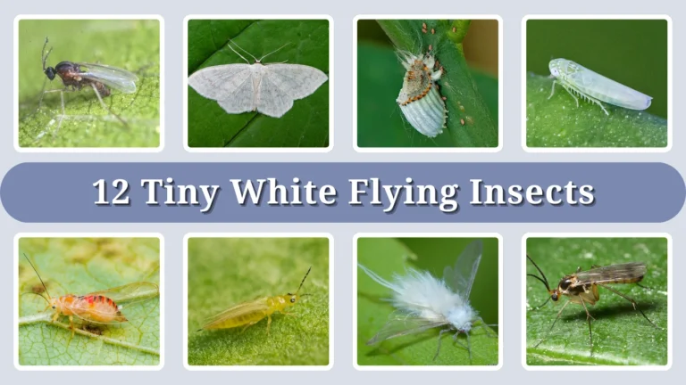 12 Tiny White Flying Insects: Identification with Pictures