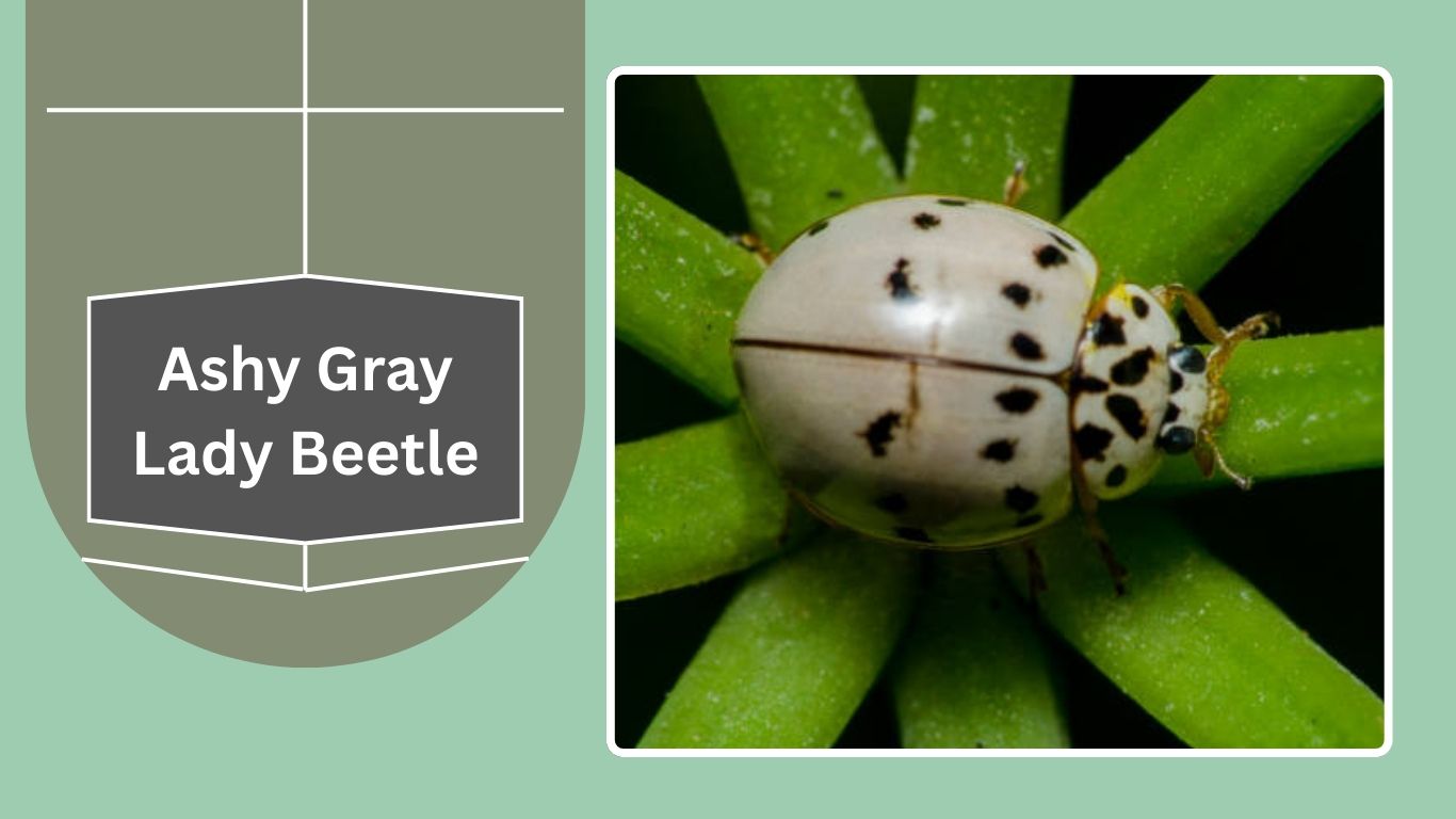 17 Common Types of Lady Beetles: Species Identification