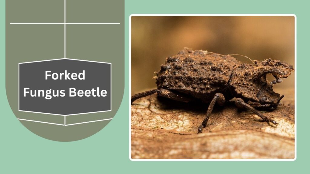25 Types of Darkling Beetles: Identification with Pictures