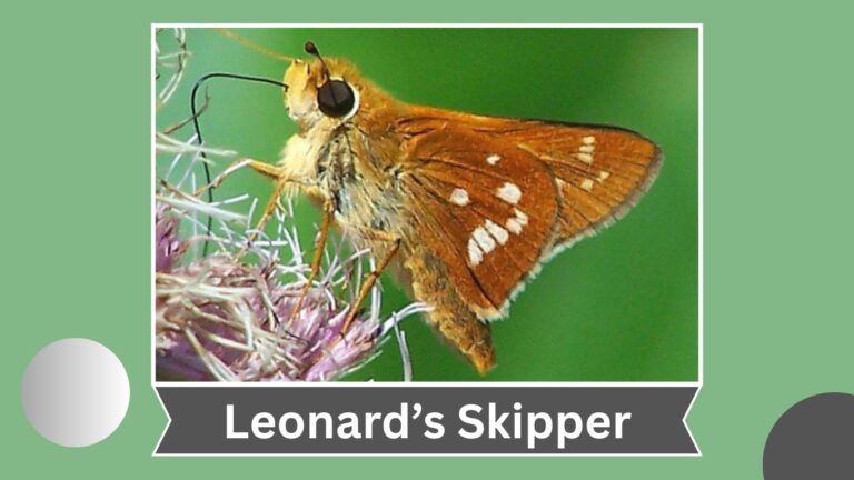 15 Types of Skippers: Different Species Identification