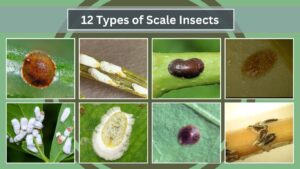 12 Types of Scale Insects: Identification, Habitat, Lifecycle and Damage