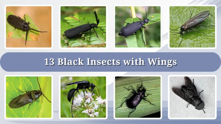 13 Black Insects with Wings: Identification with pictures