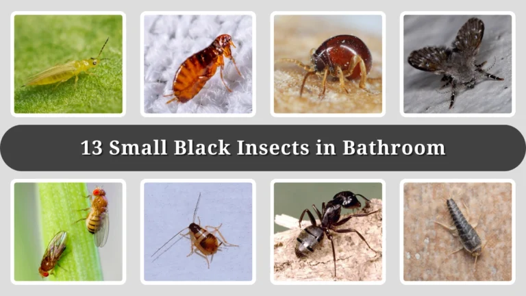 13 Small Black Insects in Bathroom: Identification with Pictures