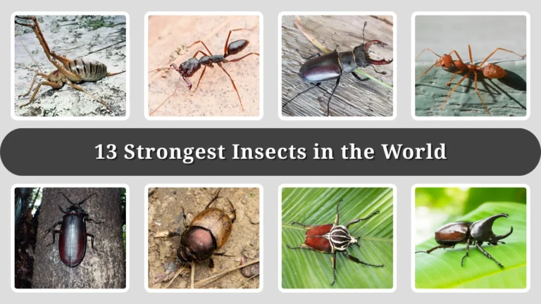13 Strongest Insects in the World: Identification with Pictures