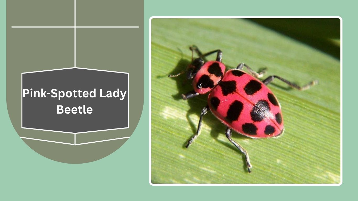 17 Common Types of Lady Beetles: Species Identification