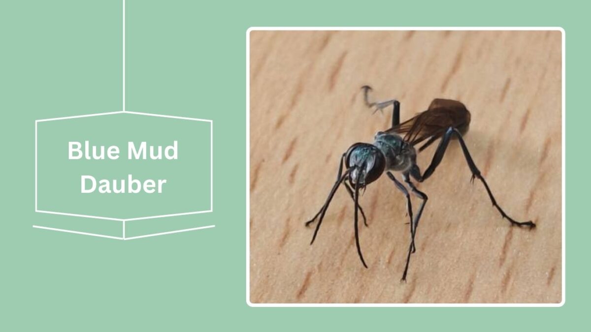 16 Black Flying Insects: Identification With Pictures
