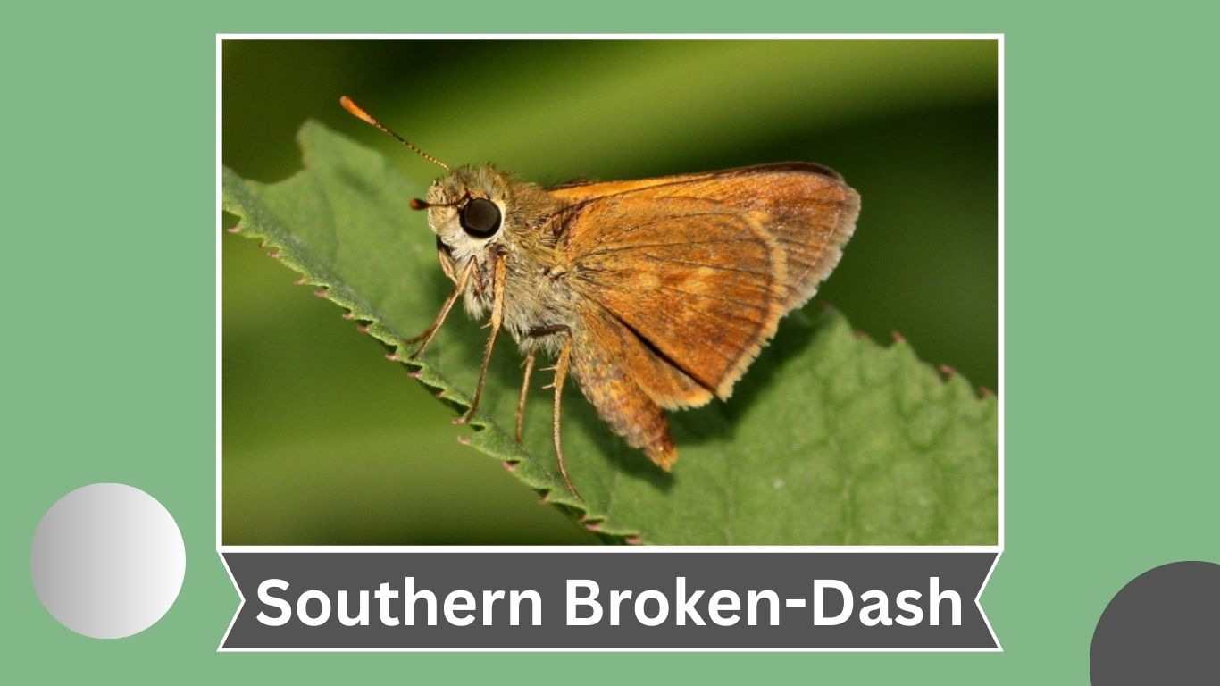 15 Types of Skippers: Different Species Identification