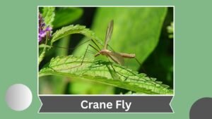 25 Types of Flying Insects: Identification, Habitat, Diet and More