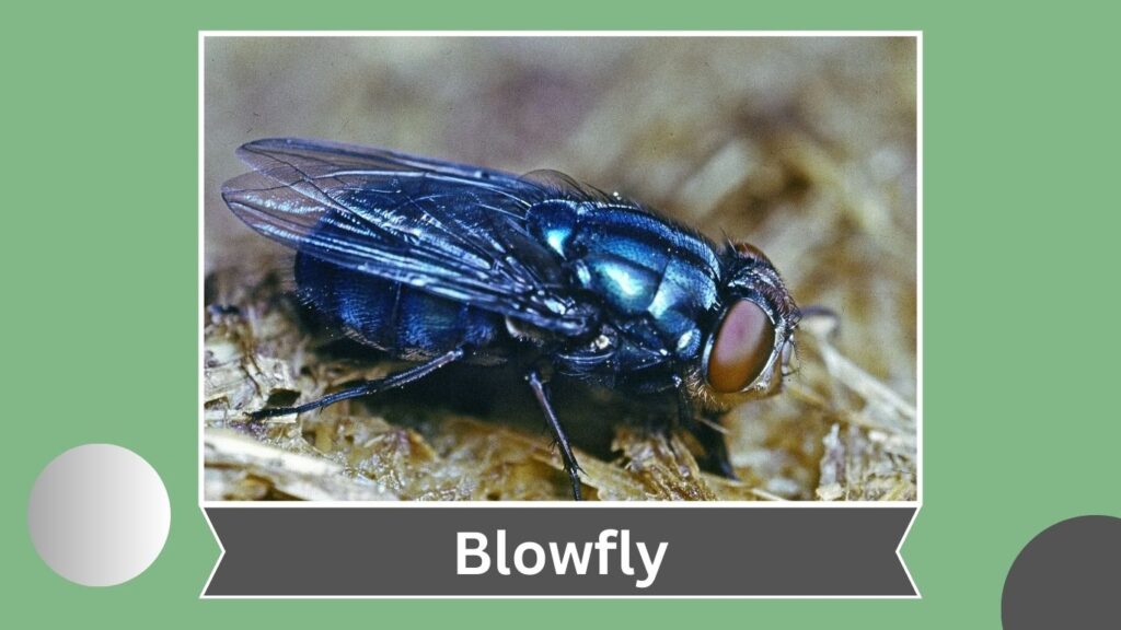 15 Small Flying Insects in House: Identification, Diet and Habitat