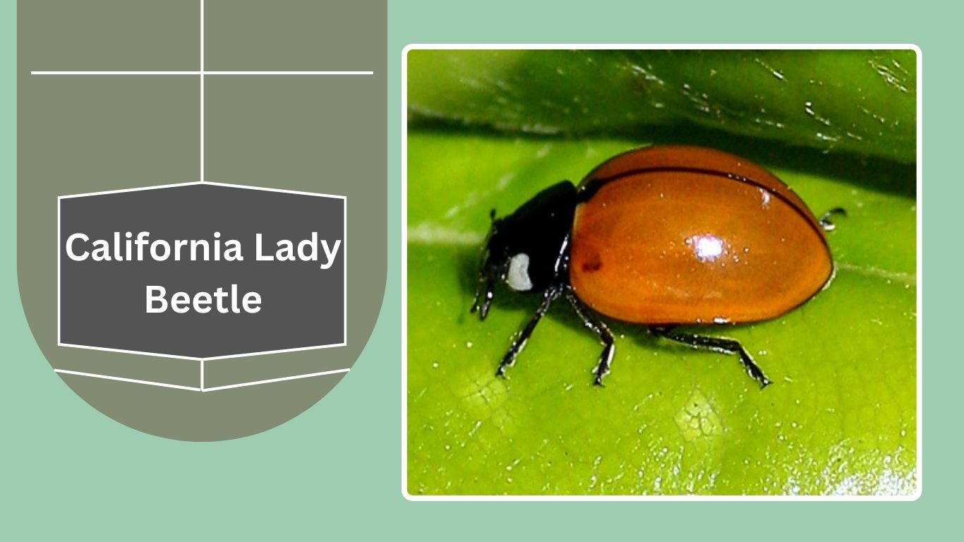 17 Common Types of Lady Beetles: Species Identification