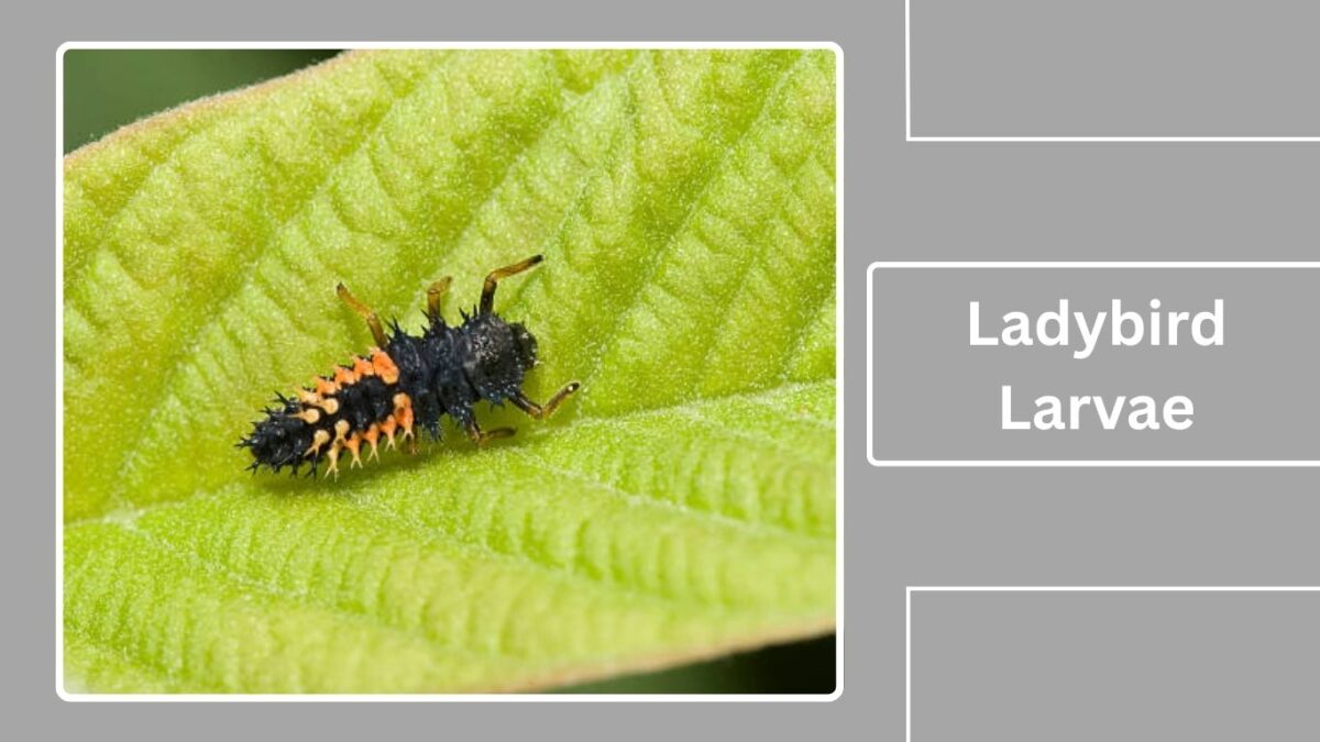 15 Black and Orange Insects: Identification With Pictures
