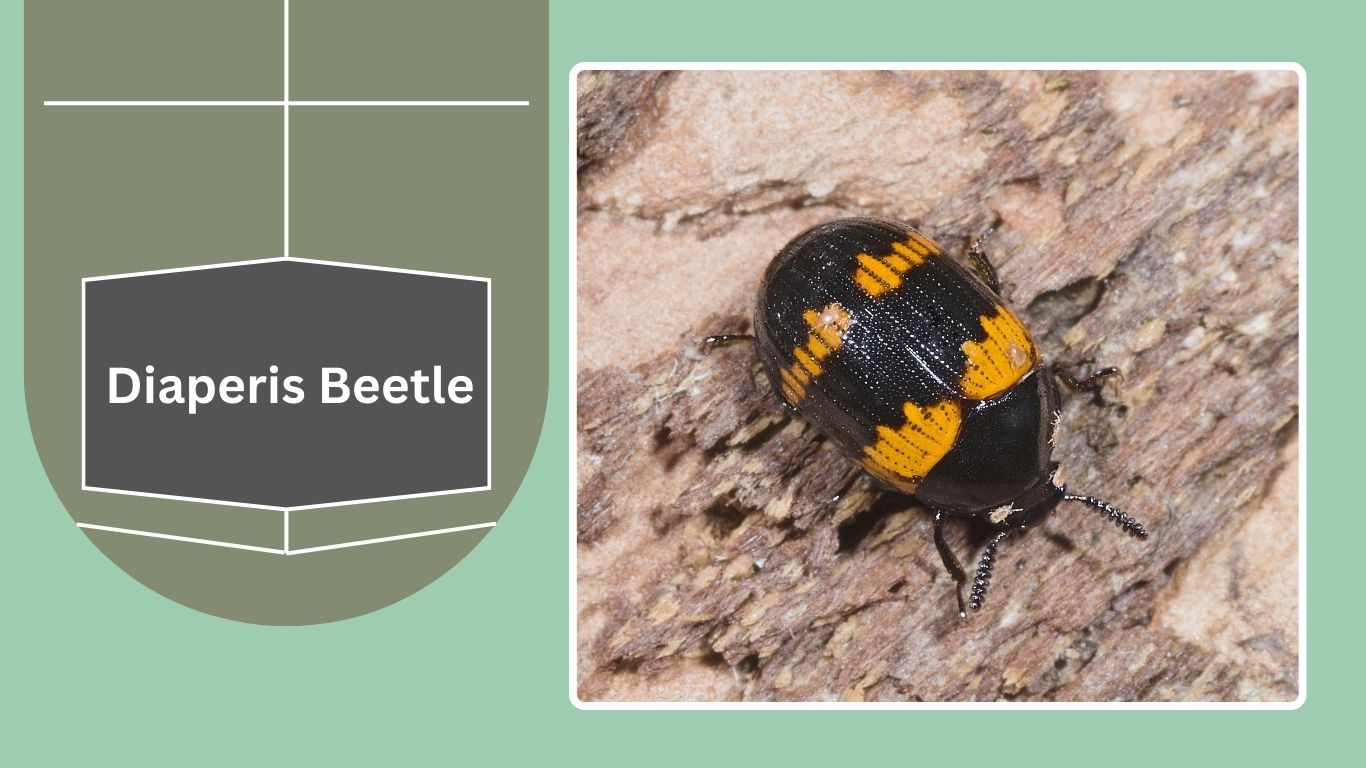 25 Types of Darkling Beetles: Identification with Pictures