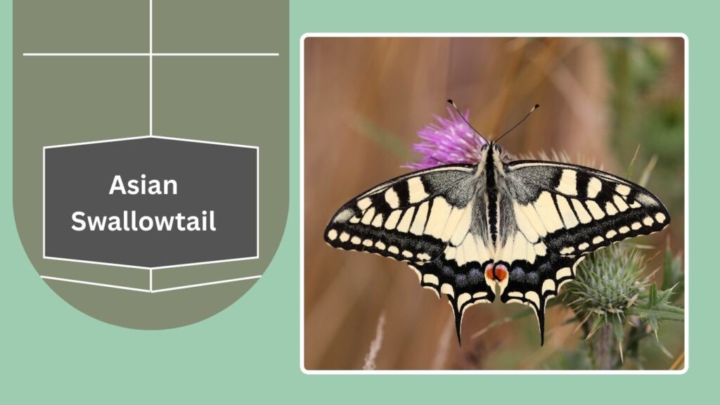 25 Types of Swallowtails: Identification with Pictures