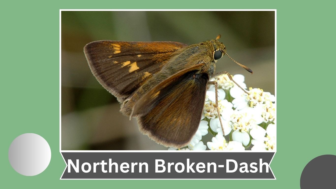 15 Types of Skippers: Different Species Identification