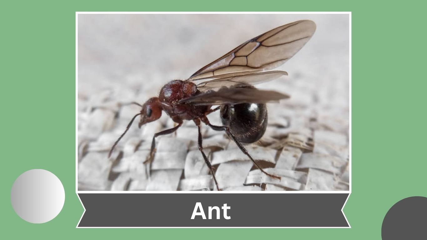15 Small Flying Insects in House: Identification, Diet and Habitat