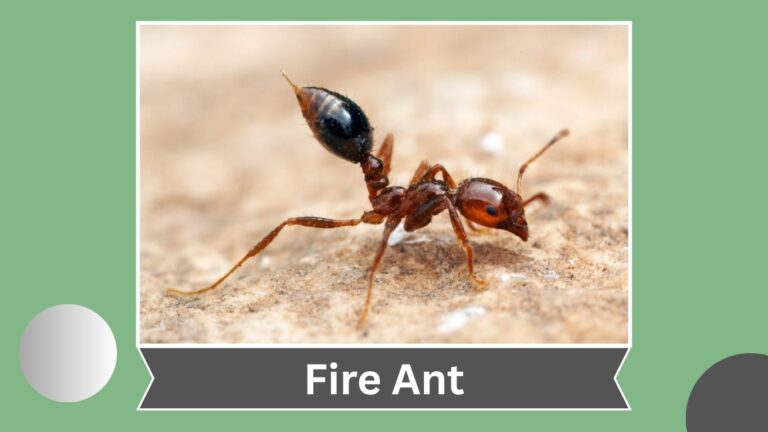 27 Common Types of Stinging Insects: Identification, Sting & Danger