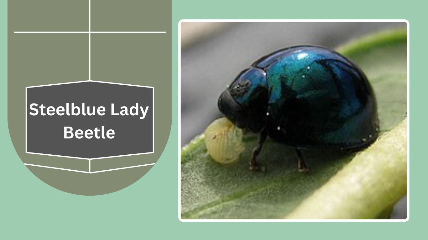 17 Common Types of Lady Beetles: Species Identification